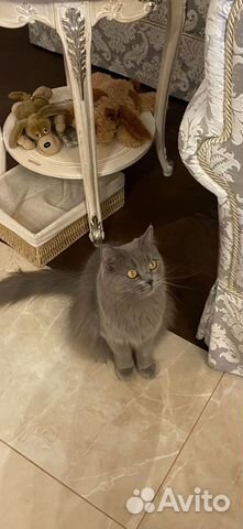 Найдена кошка британка в районе улицы Наметкина