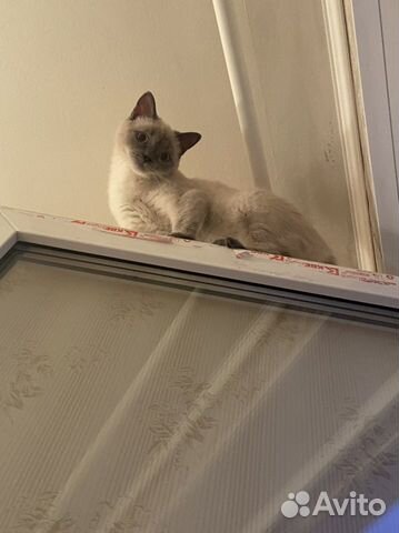 Сиамская кошечка