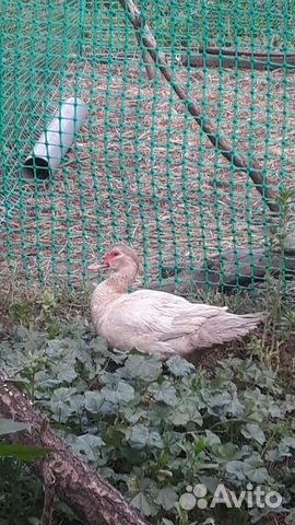 Индоутка и утак