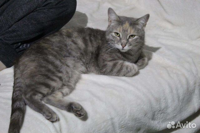 Кошка в добрые руки