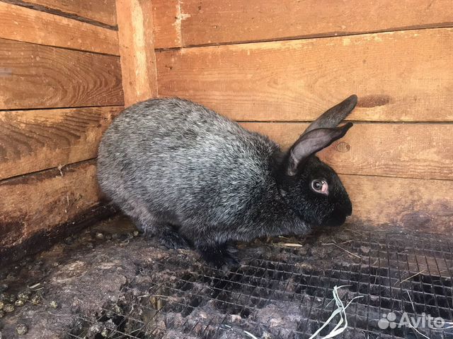 Кролики полтавское серебро