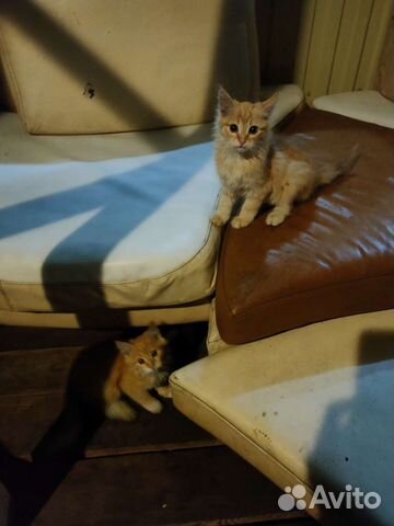 Отдам котенка в добрые руки