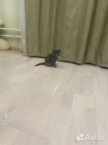 Серый котенок девочка
