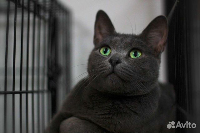 Зеленоглазый красавчик Лавруша