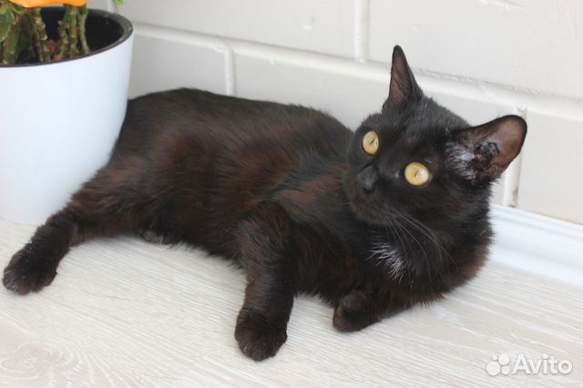 Ласкушка кошечка