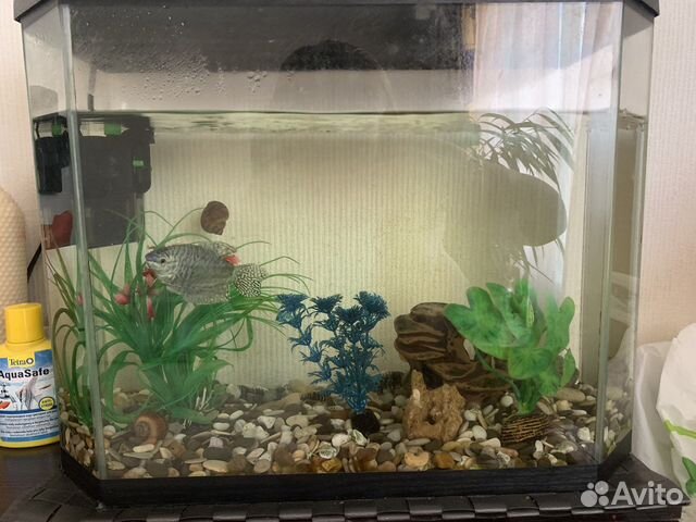 Рыба -гурами (самец) с аквариумом