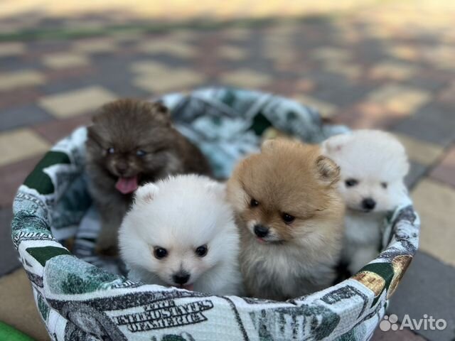 Померанский шпиц 1,5 месяца