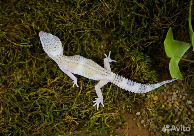 Пятнистые эублефары