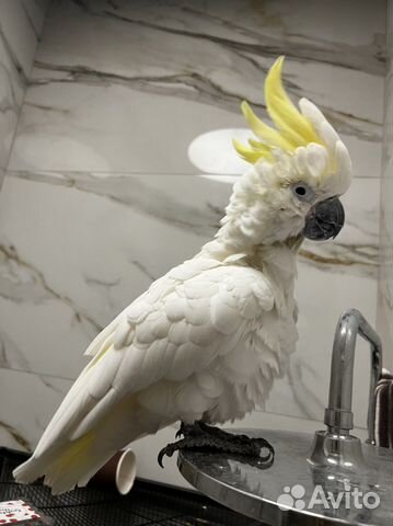 Попугай какаду