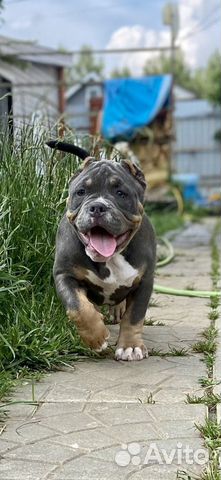 Девочка Американбулли