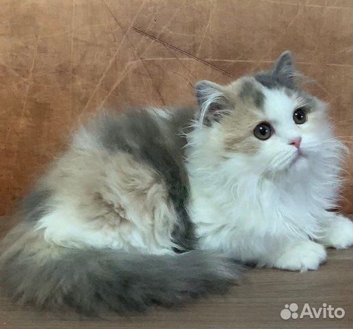 Британская длинношерстная