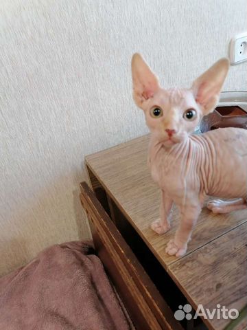 Канадский сфинкс котенок