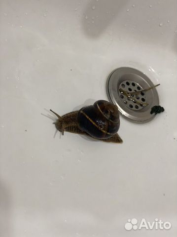 Улитка виноградная