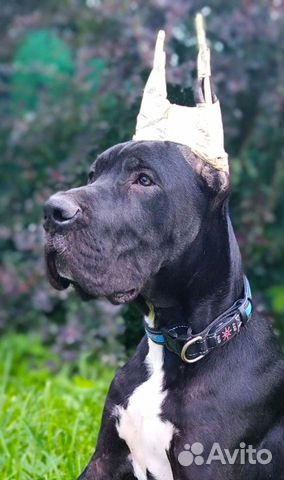 Немецкий дог