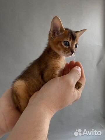 Абиссинская