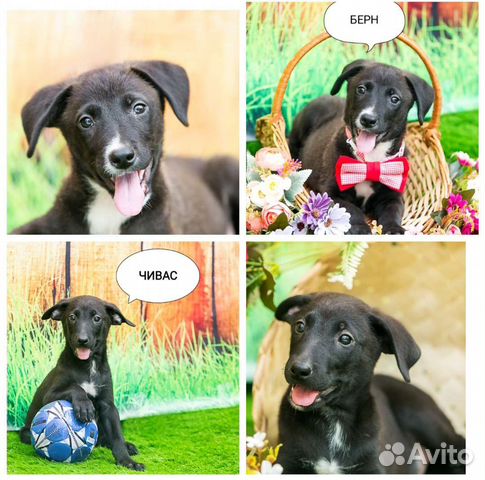 Щенки в дар