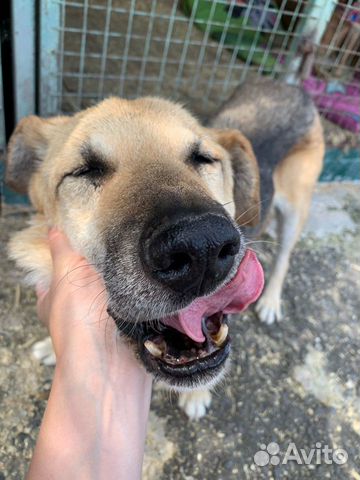 Слепой Батон ищет дом