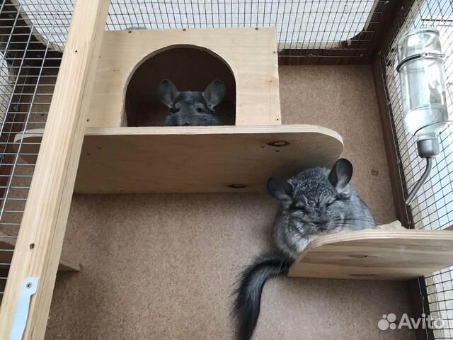 Семья шиншилл