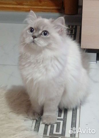 Шотландская