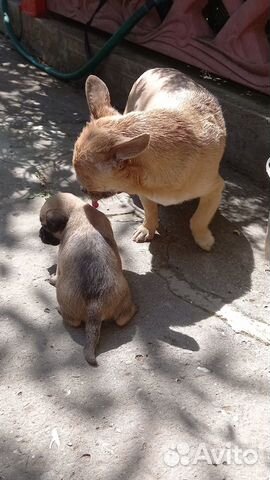 Продам щенка от чихуахуа родились 12.06