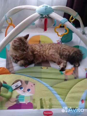 Сибирская кошка