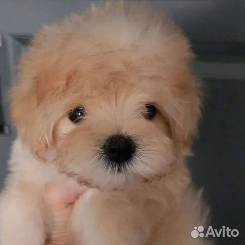 Щенки мальтипу f1