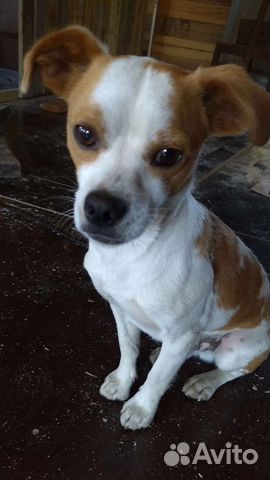 Очаровательный пёсик ищет дом