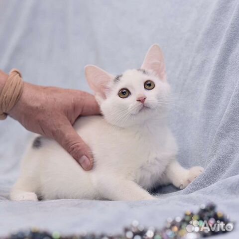 Очаровательный котенок девочка в дар 2,5 мес