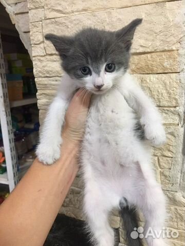 Котенок