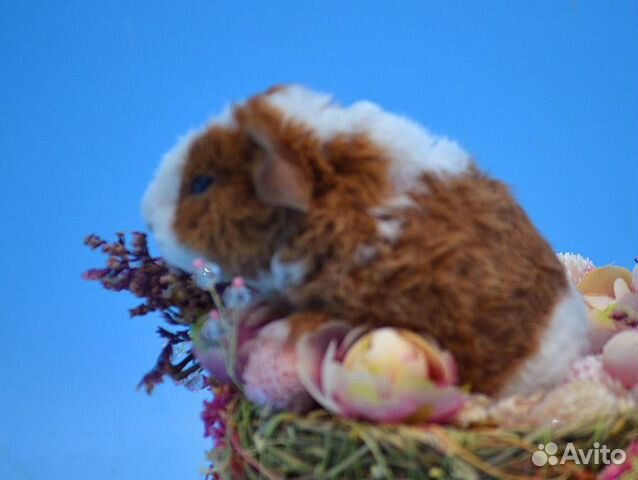 Малыш мальчик морской свинки американский тедди