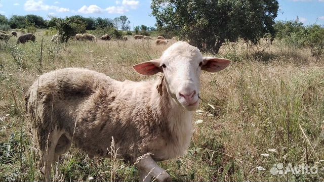 Баранчики помесь катумского и цигея