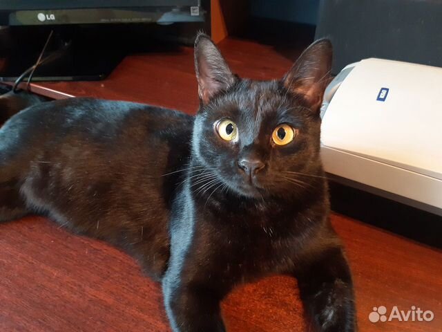 Котик Уголёк в добрые руки