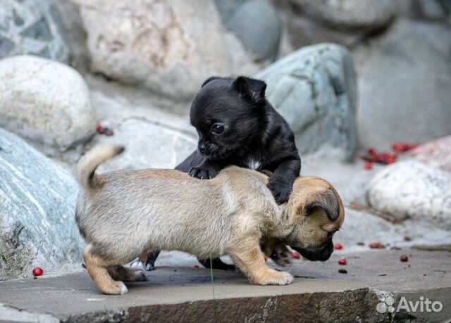 Малыши карандаши