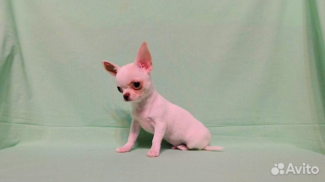 Беленький мальчуган 3 мес