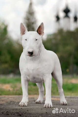 Стандартный бультерьер