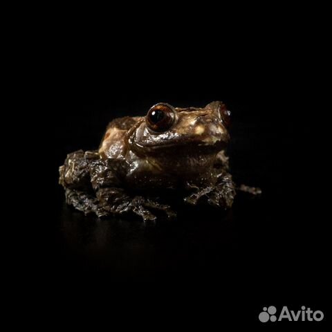 Шероховатый веслоног (theloderma asperum)