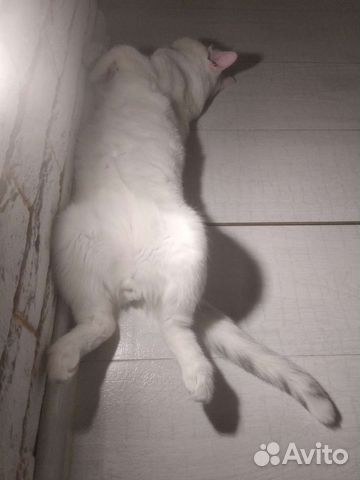 Белый пушистый кот