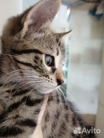 Котенок девочка тигровая