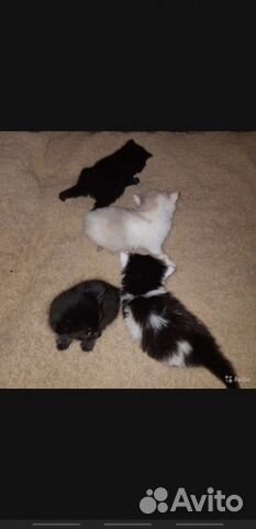 Котята
