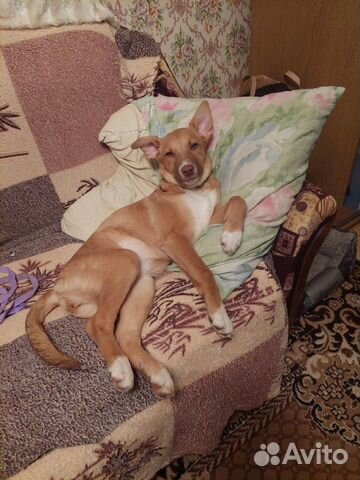 Щенок,6 месяцев В добрые руки