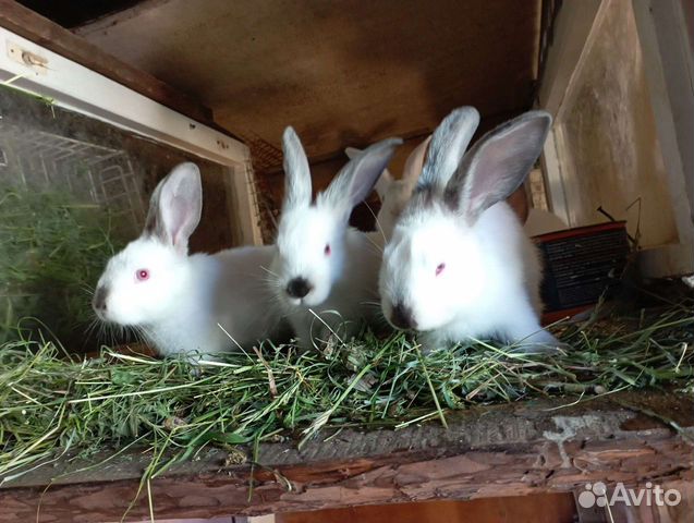 Калифорнийские кролики