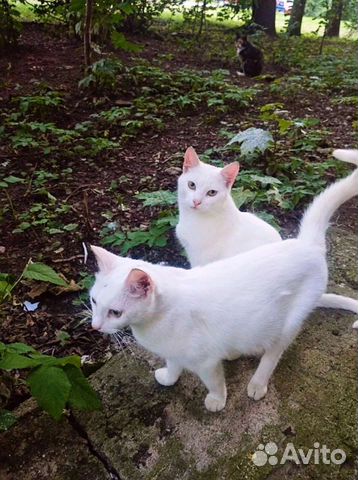 Два подростка на улице