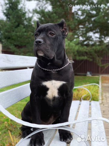 Черный мальчик кане корсо