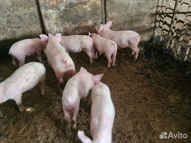 Поросята