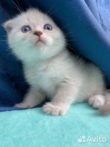 Шотландская вислоухая кошка