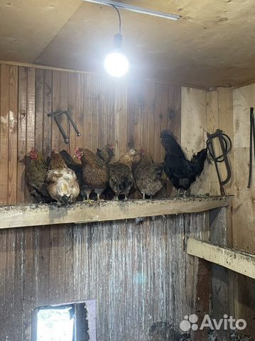 Продам гусей,куриц,петухов цена: курцы300,гуси1500