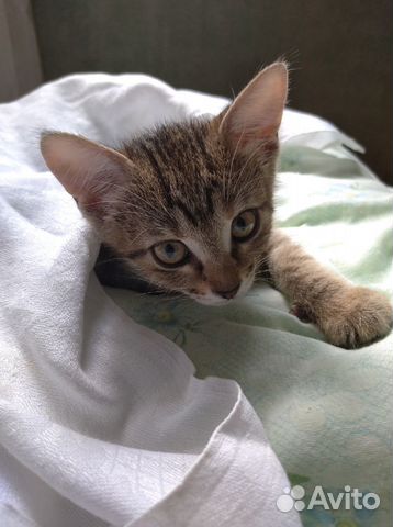 Котята в семью