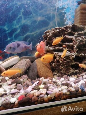 Мальки красной зебры