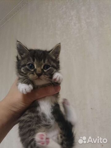 Котёнок 1мес