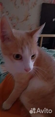 Кошки в добрые руки бесплатно